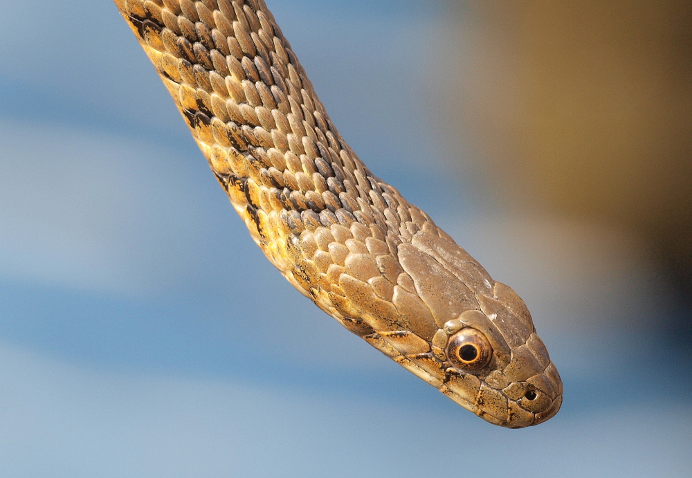 Schutzgebiete - Naturpark Nassau